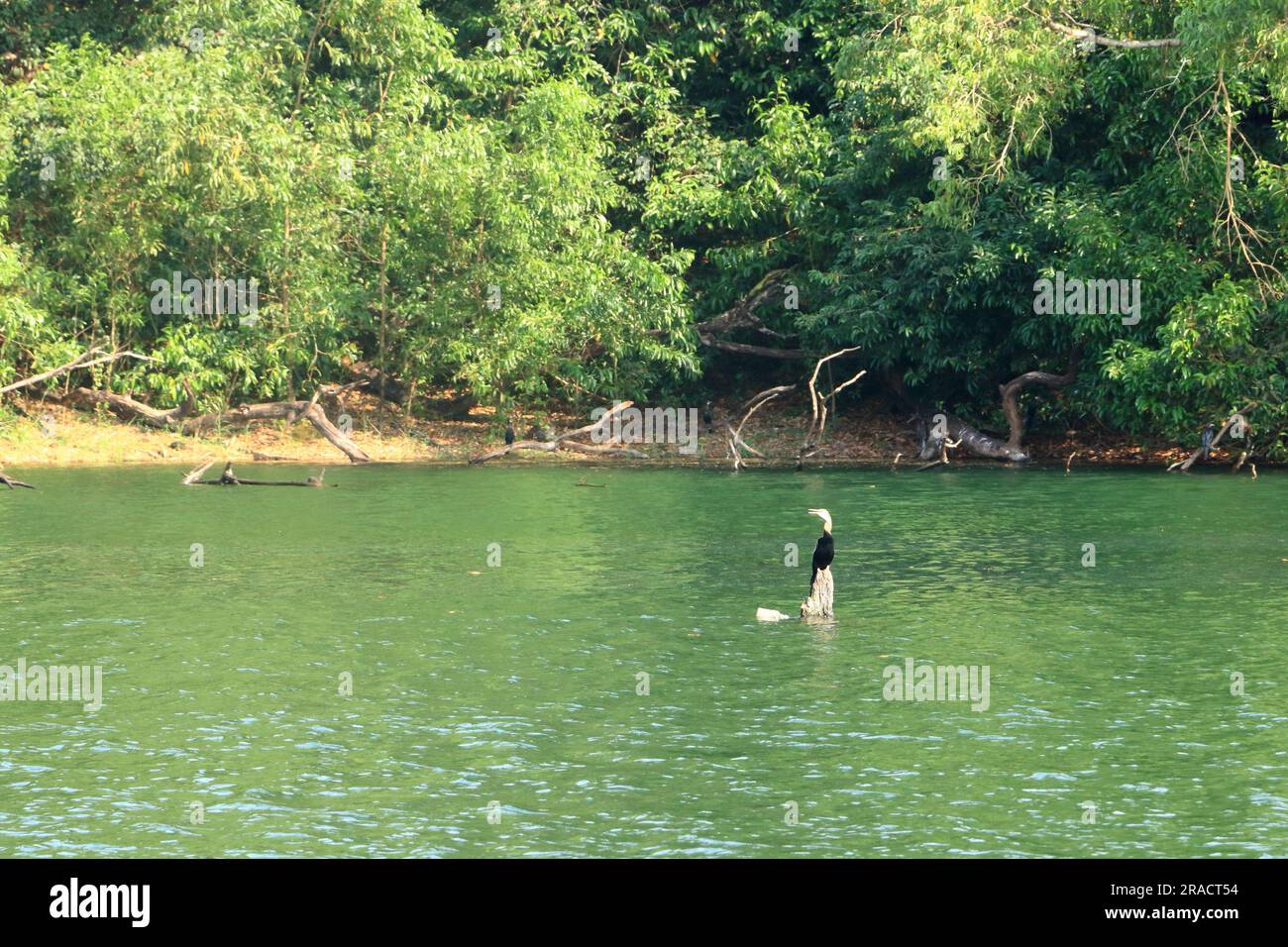 the lake in front of the at peruvannamuzhi (peruvannamoozhi) dam ...