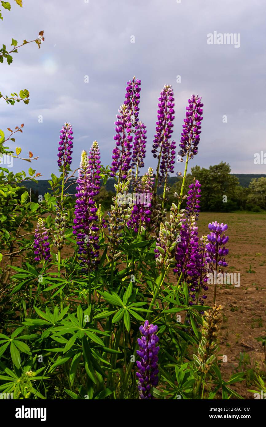 Lupin botanic hi-res stock photography and images - Alamy