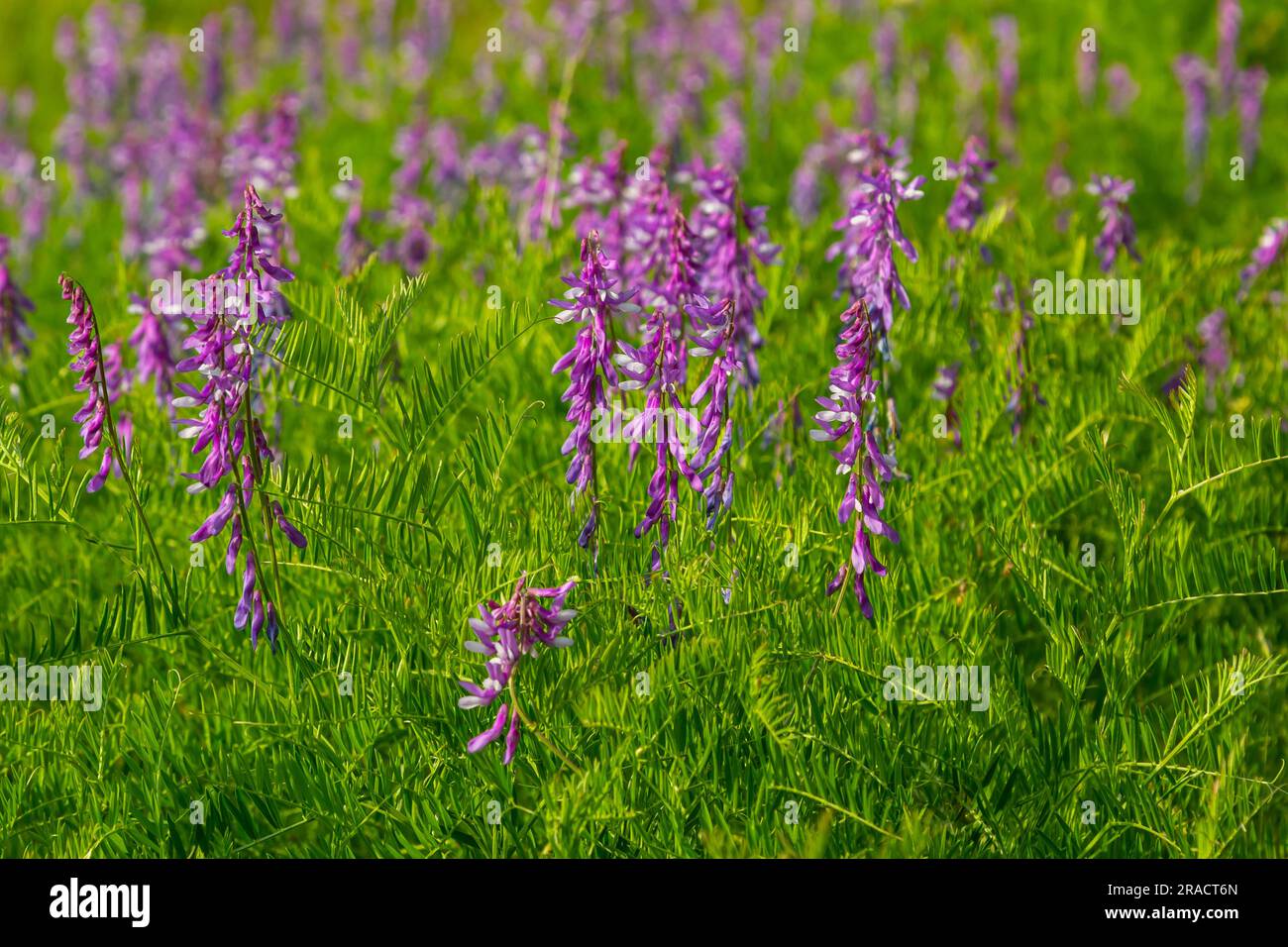 Vetch, vicia cracca valuable honey plant, fodder, and medicinal plant ...
