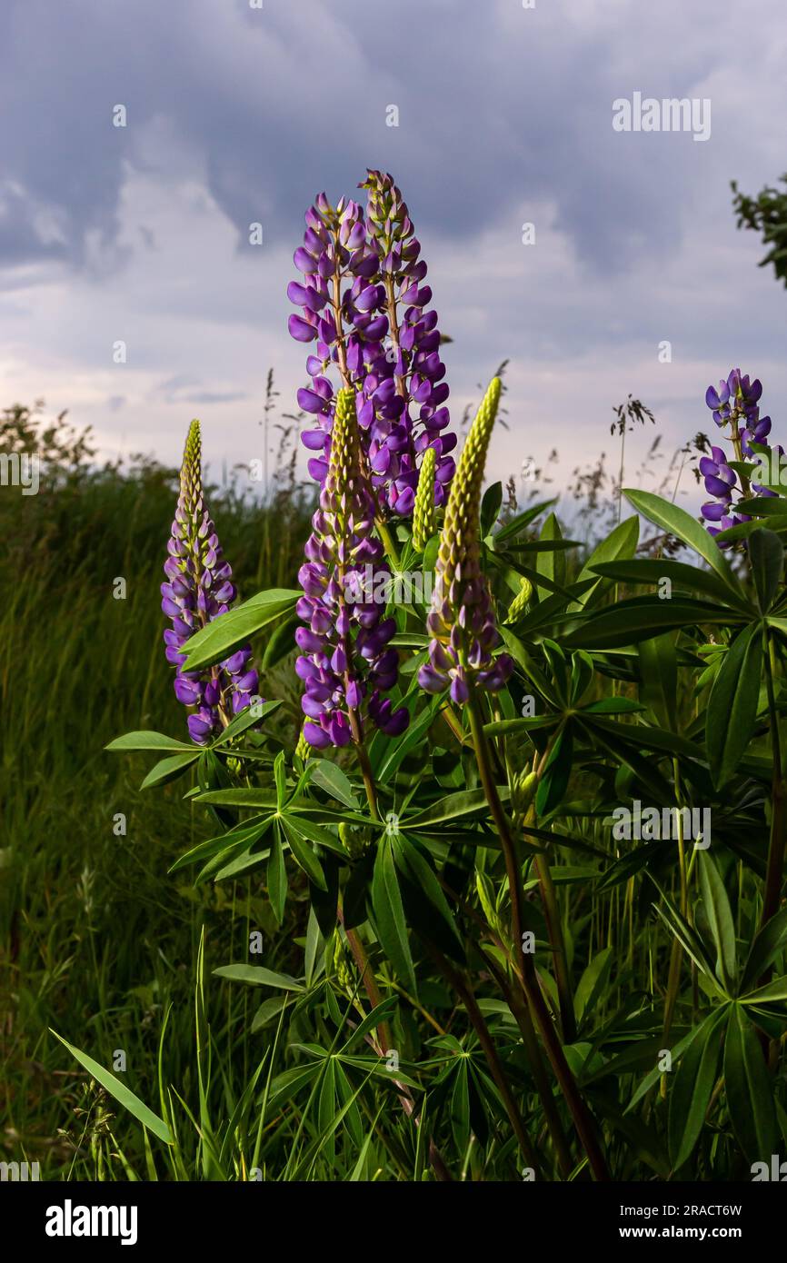 Flower lupinus hi-res stock photography and images - Alamy