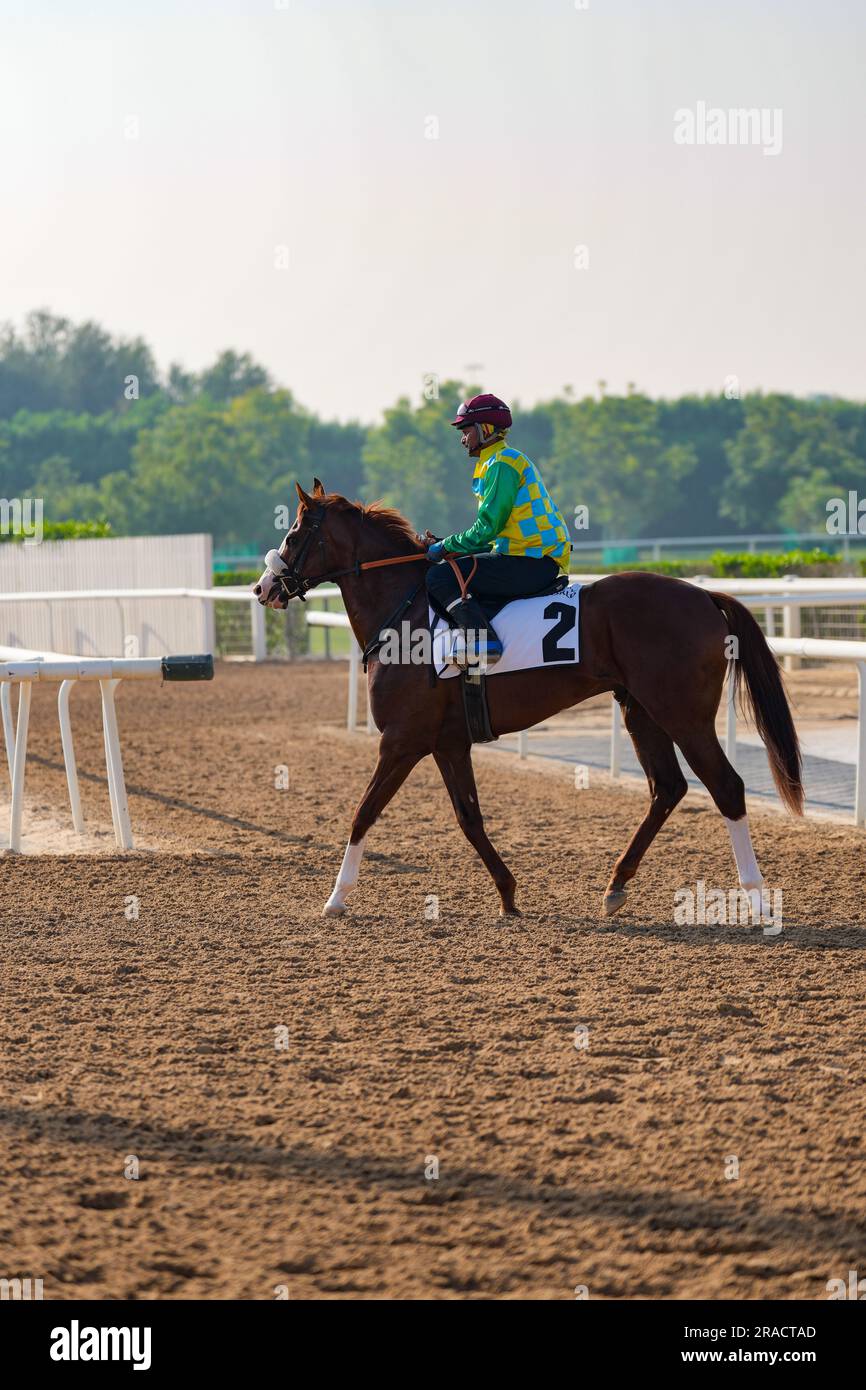 Horses in training at dirt track horseracing Stock Photo - Alamy