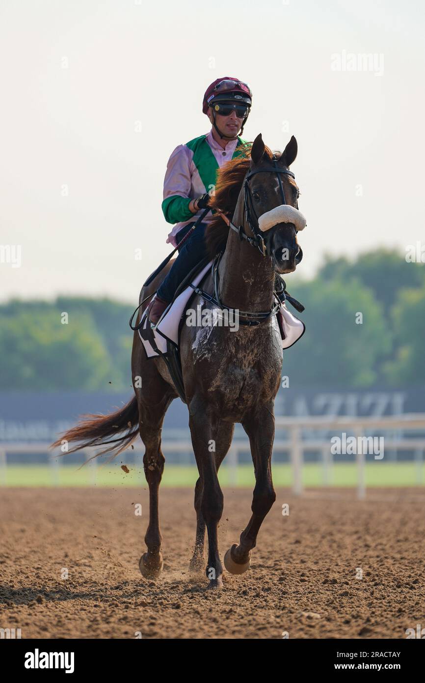 Horses in training at dirt track horseracing Stock Photo - Alamy