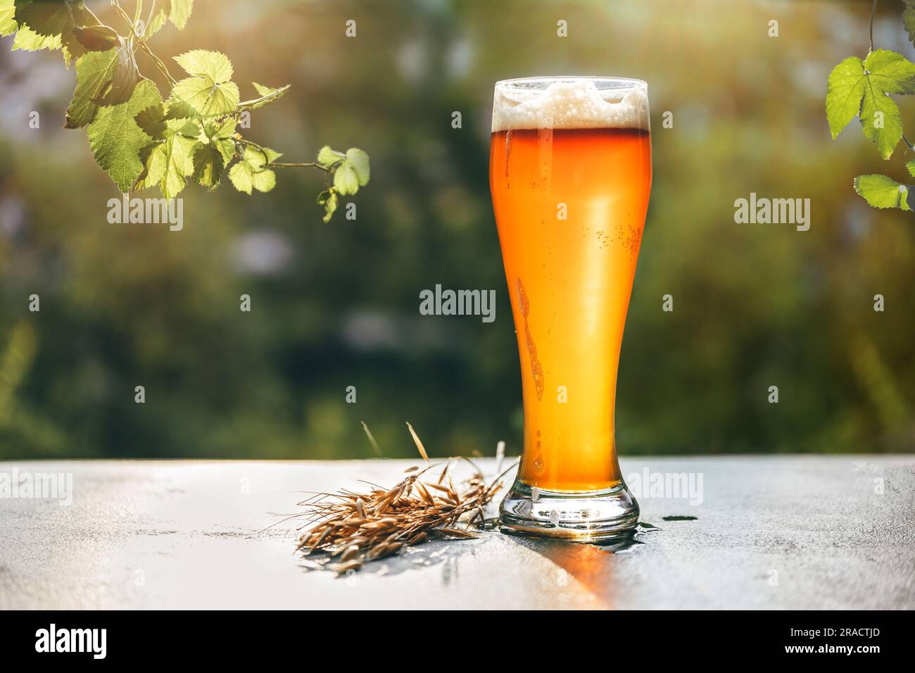Fresh cold beer in a glass Stock Photo - Alamy