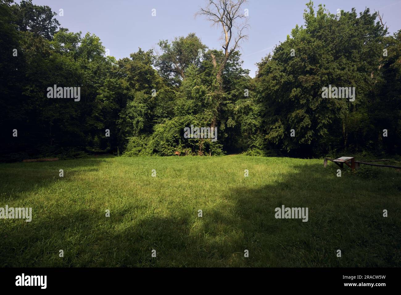 Lawn with splitting paths bordered by trees in a park on a sunny day in ...