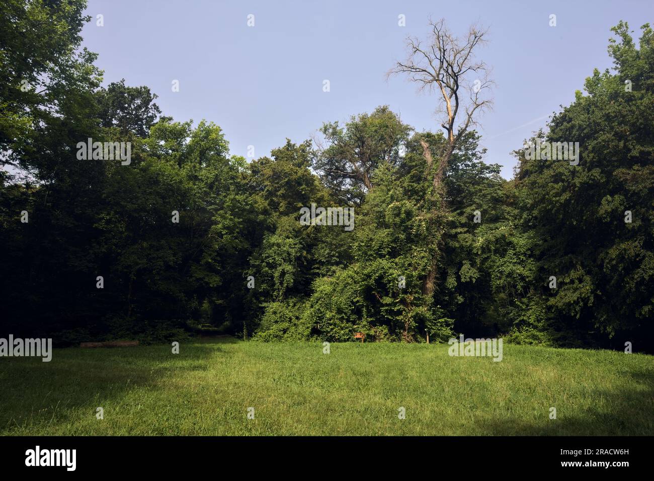 Lawn with splitting paths bordered by trees in a park on a sunny day in ...