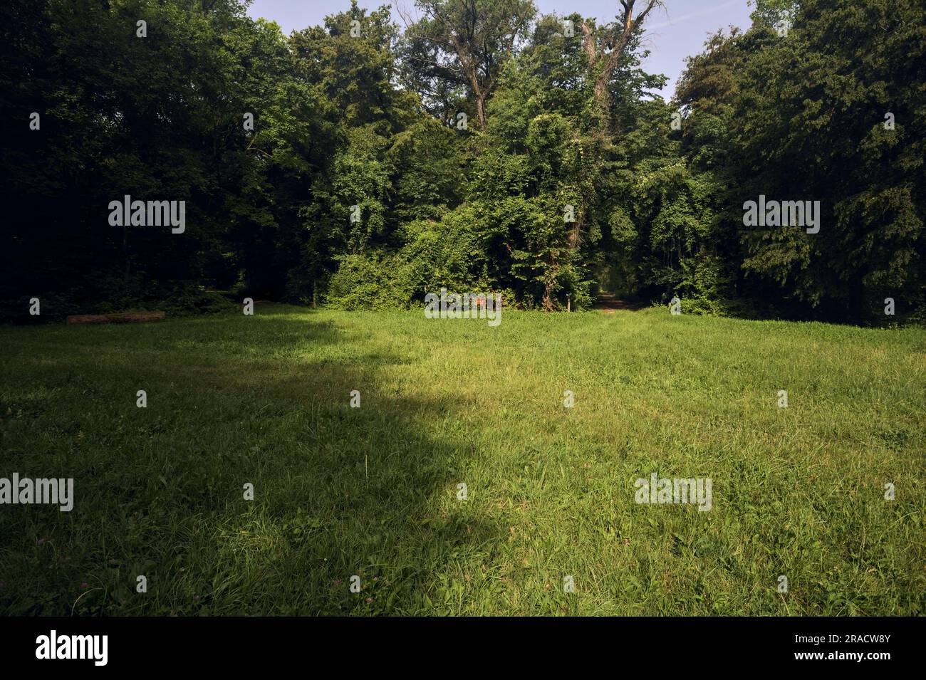 Lawn with splitting paths bordered by trees in a park on a sunny day in ...