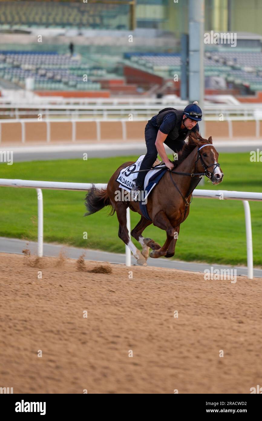 Horse and jockey morning training on racecourse Stock Photo - Alamy