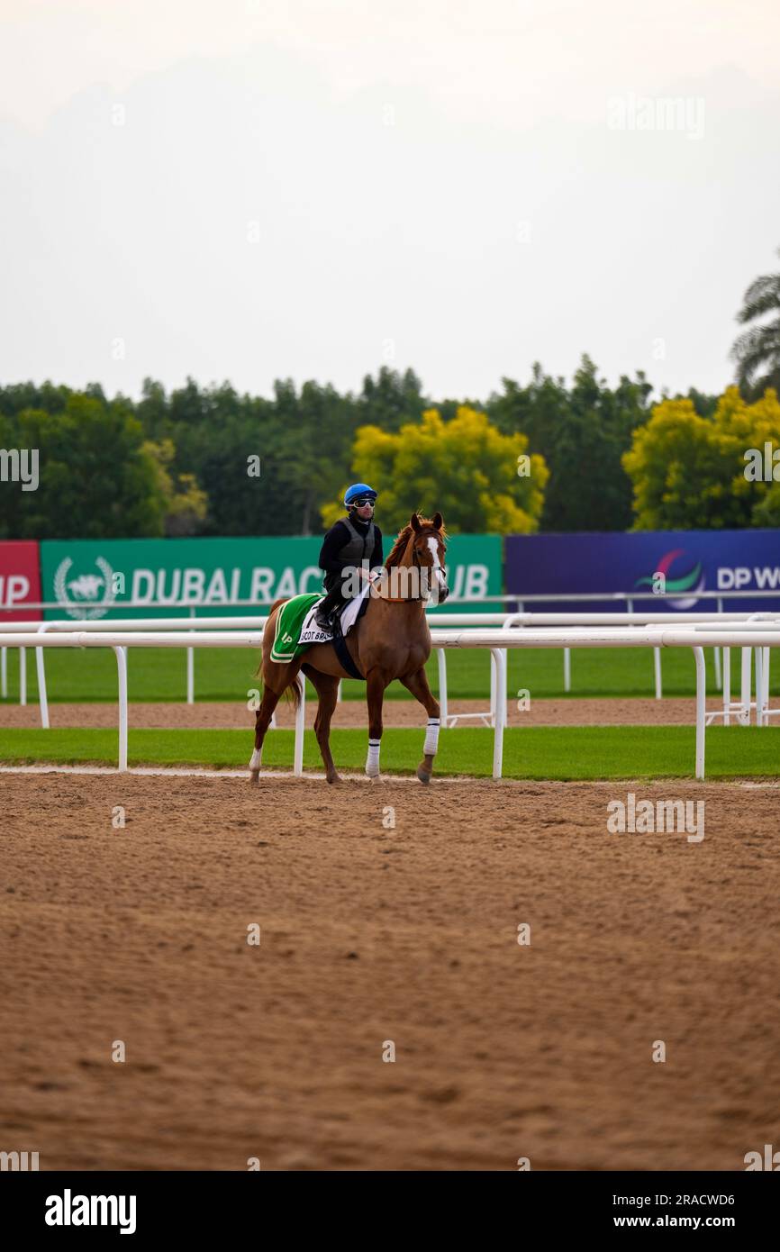 Horse and jockey morning training on racecourse Stock Photo - Alamy