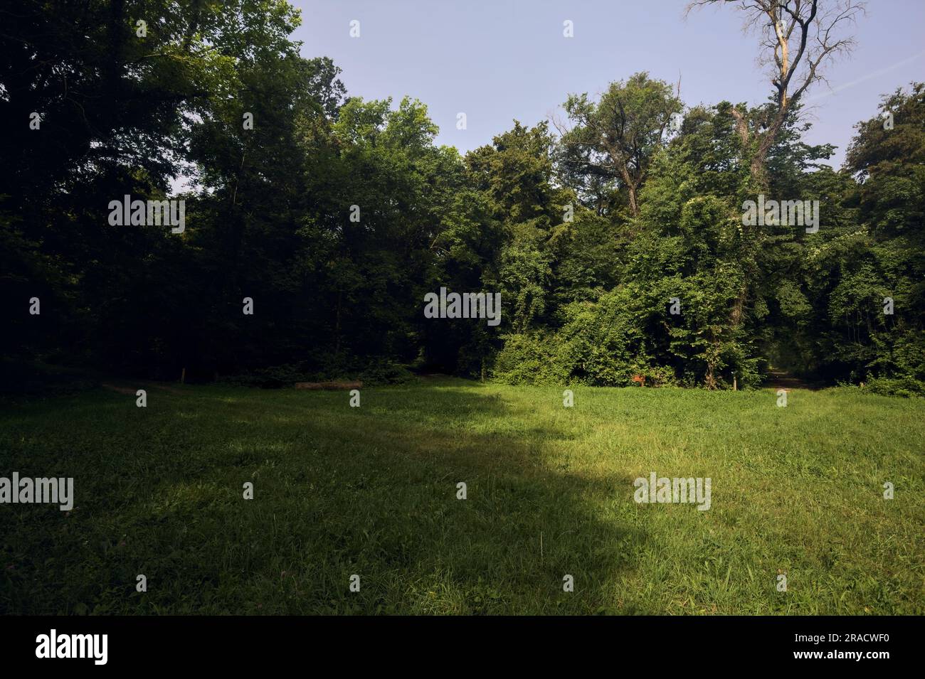 Lawn with splitting paths bordered by trees in a park on a sunny day in ...