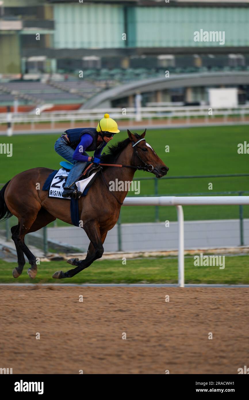 Horse and jockey morning training on racecourse Stock Photo - Alamy