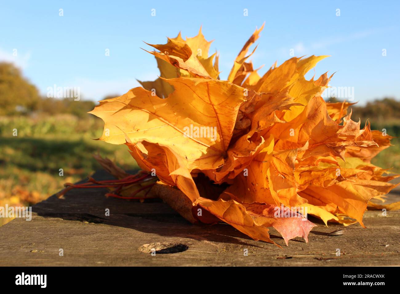 Bouquet maple leaves in hi-res stock photography and images - Alamy