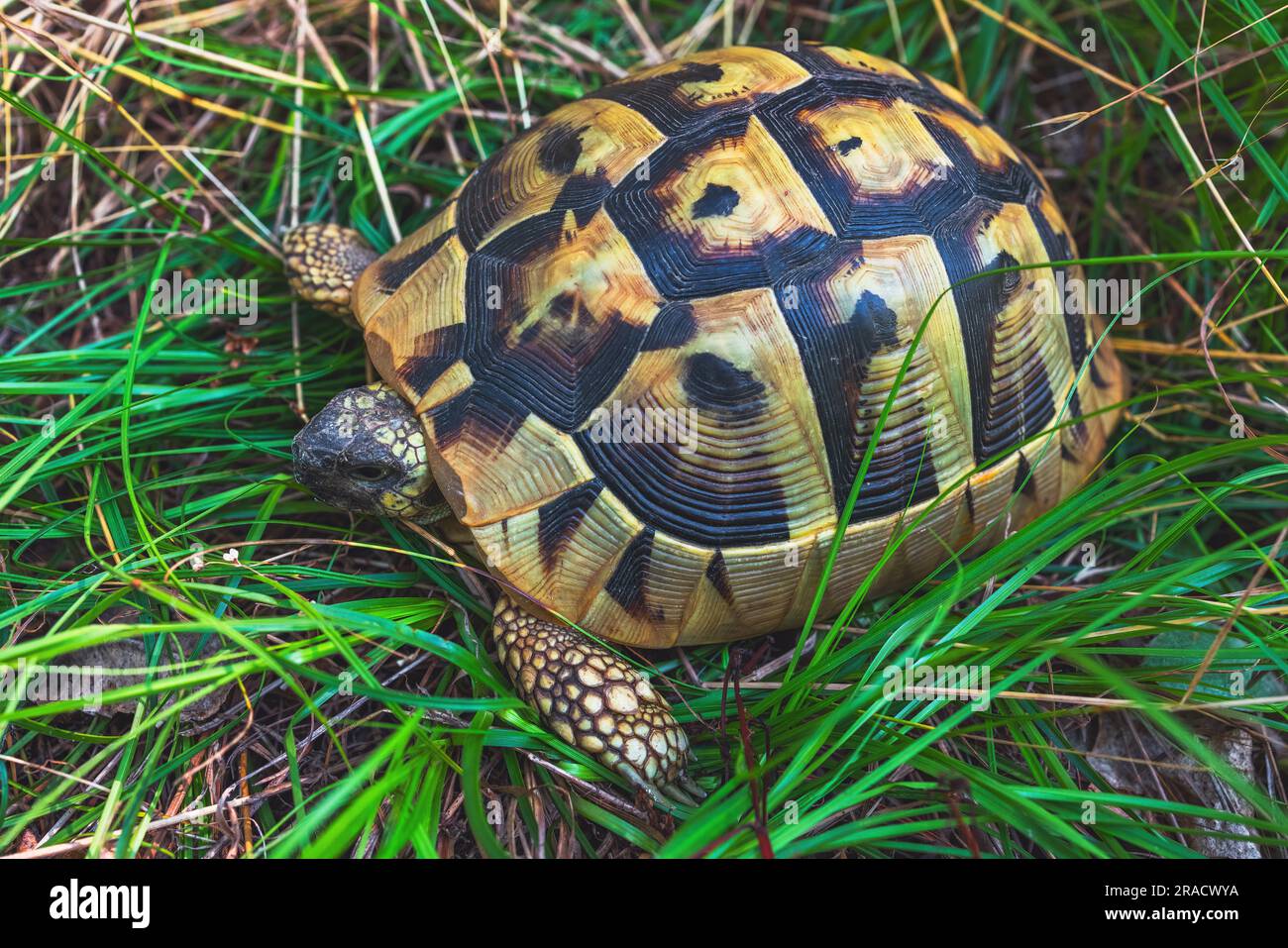 Turtle on a forest grass Stock Photo - Alamy