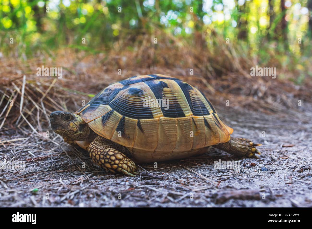 Trail and wildlife hi-res stock photography and images - Alamy