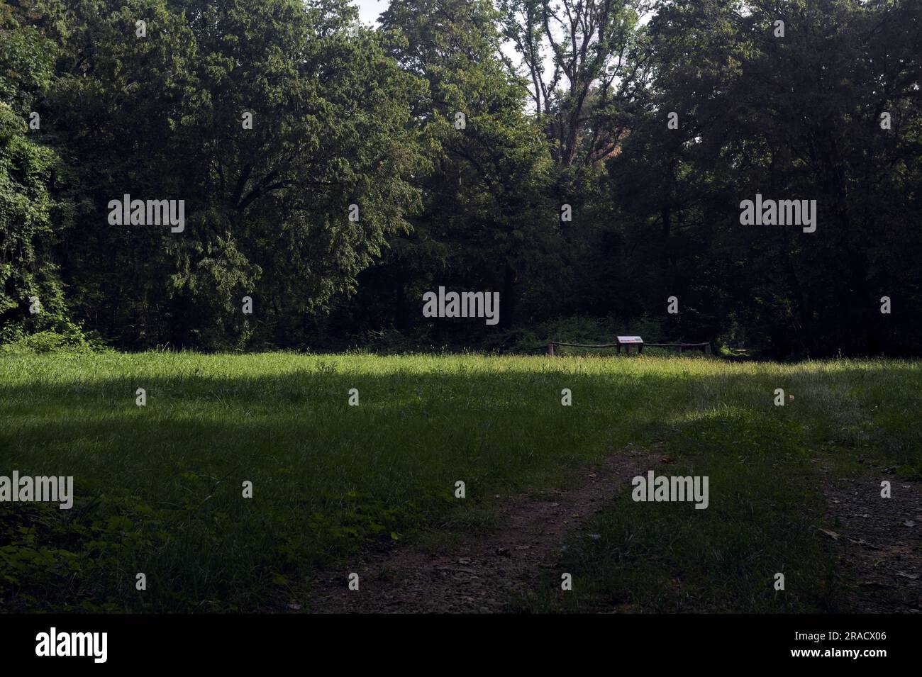 Lawn with splitting paths bordered by trees in a park on a sunny day in ...