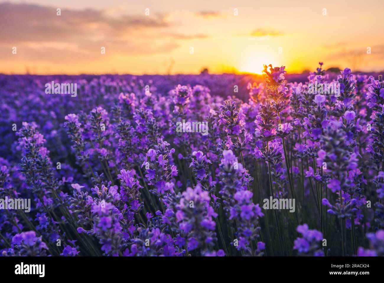 Beautiful lavender flower field hi-res stock photography and images - Alamy