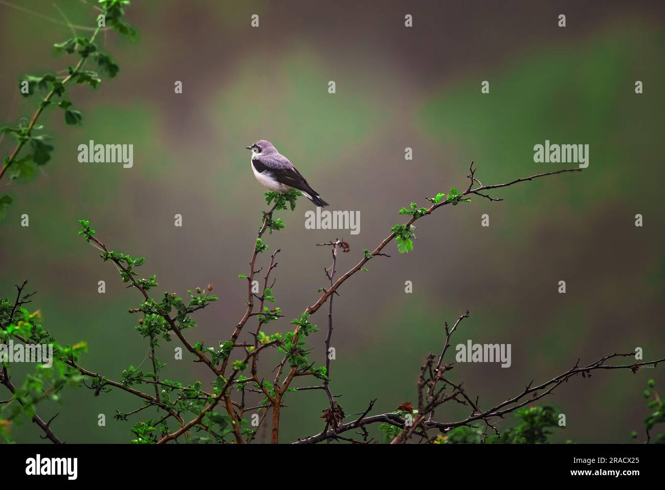 Wheatear bird passerine standing on a blooming tree branch Stock Photo ...