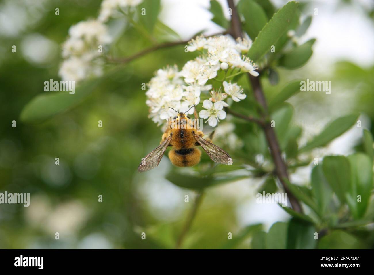 Bombus chinensis hi-res stock photography and images - Alamy
