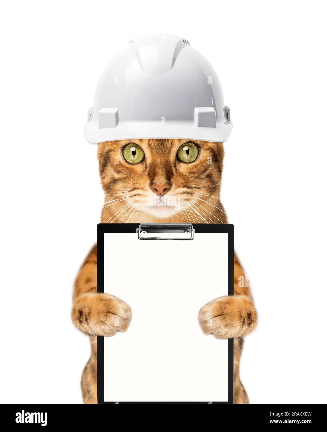 Cat architect in a white helmet and with a clipboard, isolated on a ...