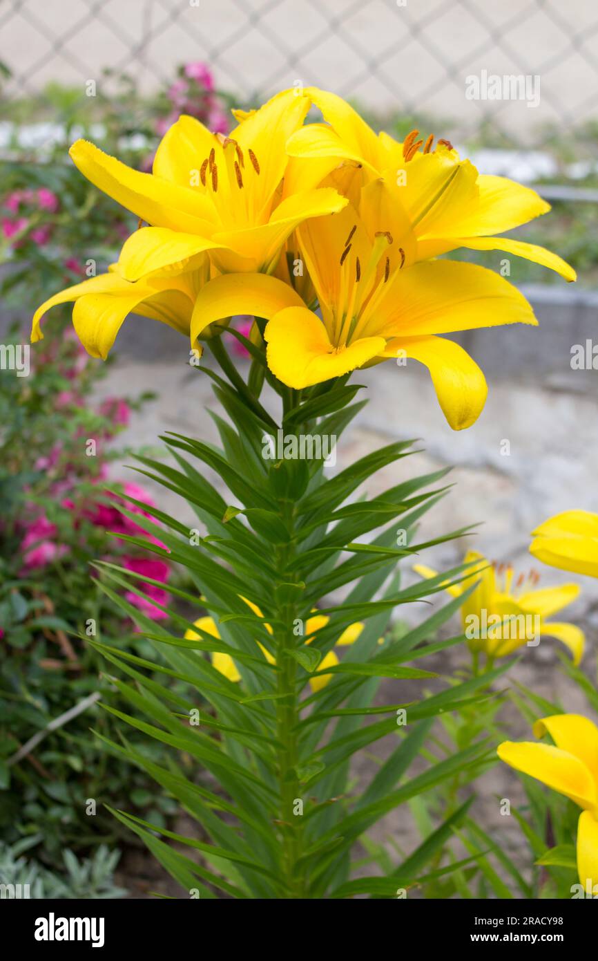 Large yellow blooming lily in hi-res stock photography and images - Alamy