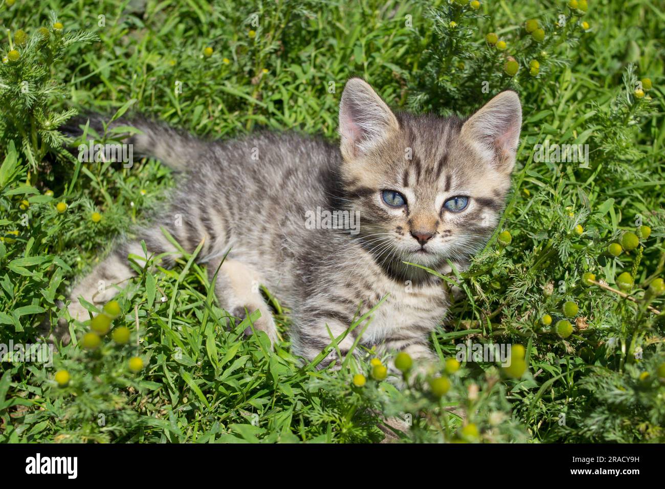 little kitten is warm in the rays of the sun on the grass, a beautiful ...