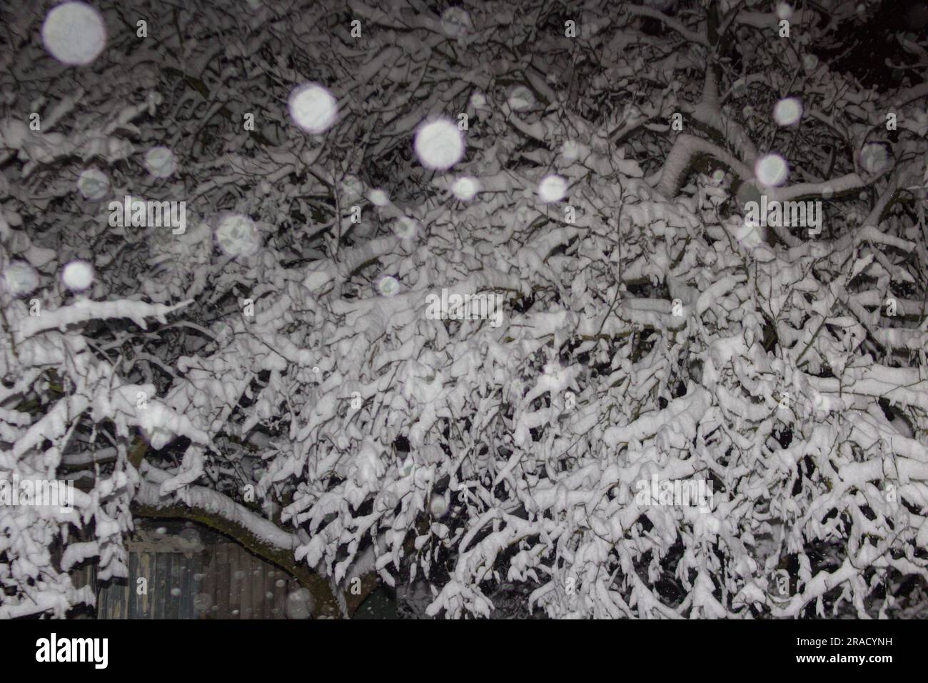 snowfall at night, heavy snowfall in the trees Stock Photo - Alamy