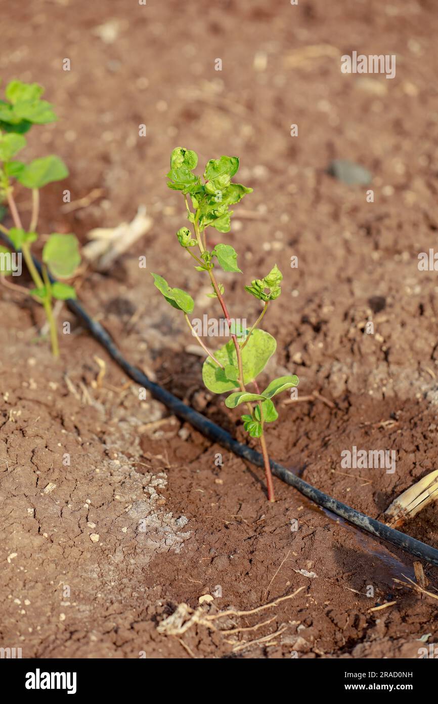 Indian farming cotton baby tree, small plant grow in farm Stock Photo ...