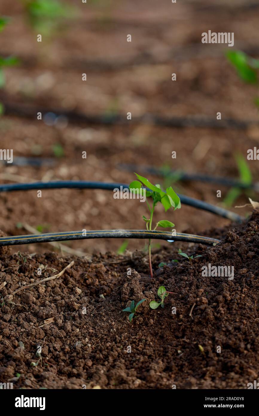 Drip irrigation cotton hi-res stock photography and images - Alamy