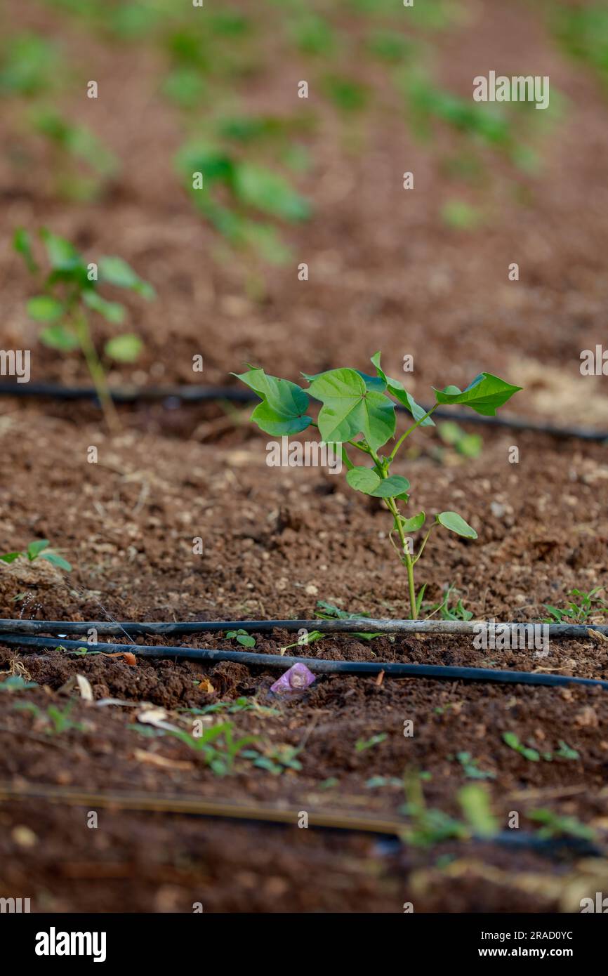 Indian farming cotton baby tree, small plant grow in farm Stock Photo ...