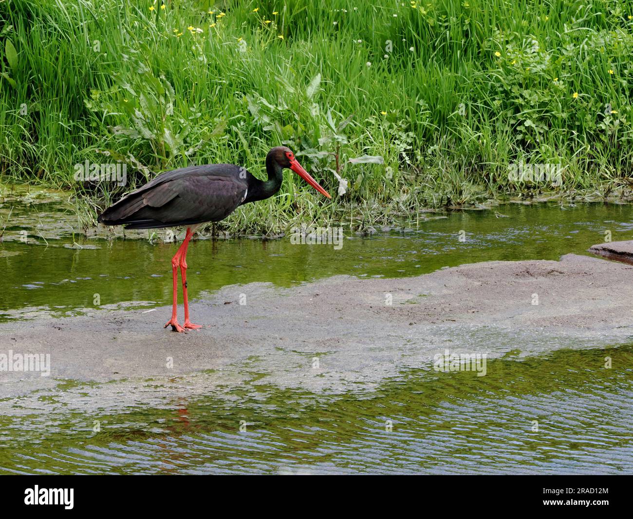 Adult with stork hi-res stock photography and images - Alamy