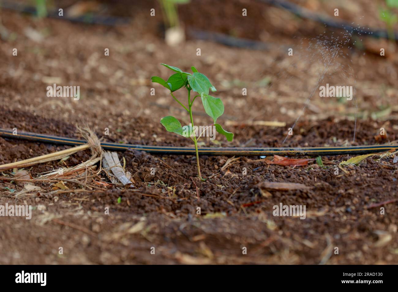 Indian farming cotton baby tree, small plant grow in farm Stock Photo ...