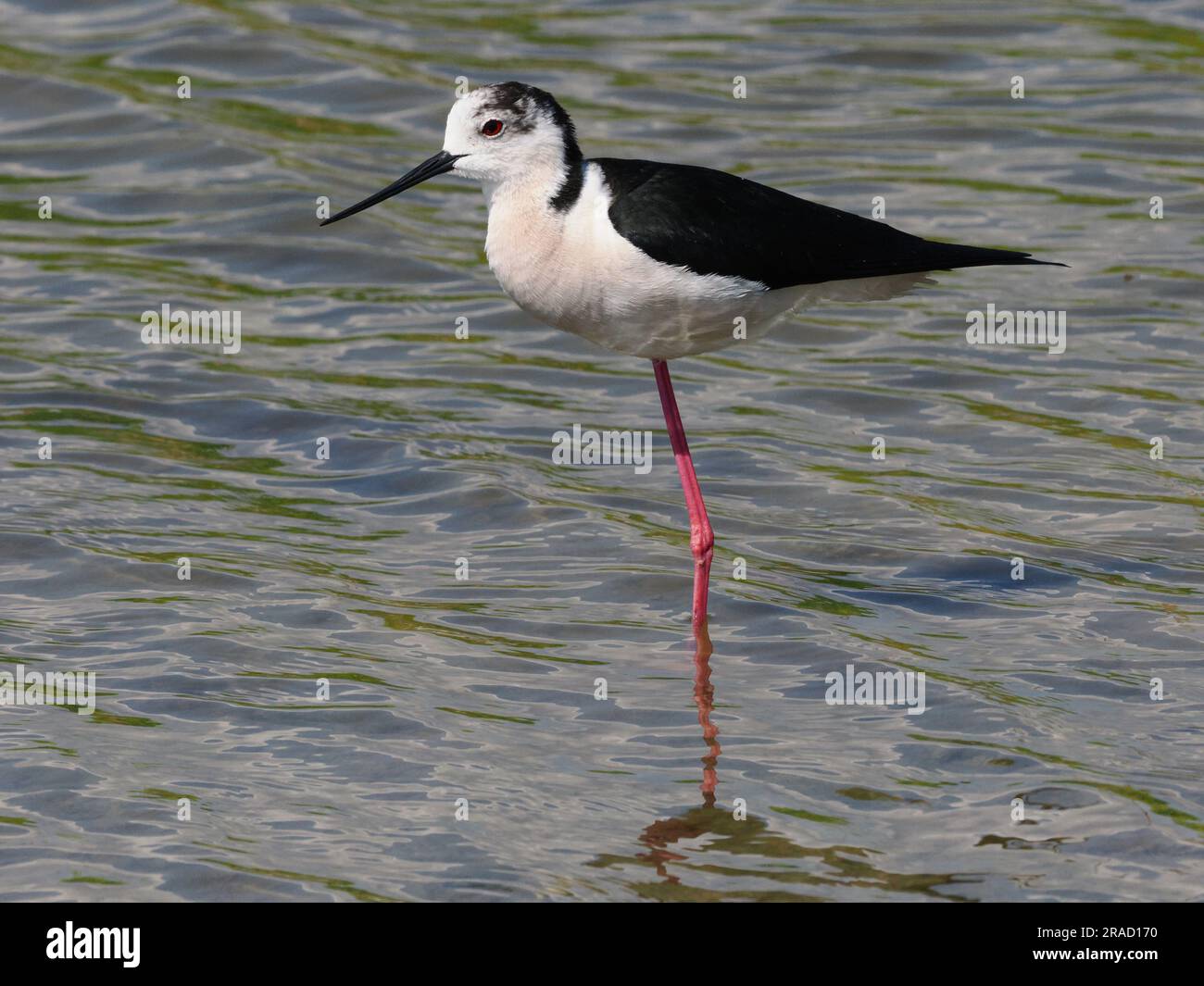 Adult black winged stilt hi-res stock photography and images - Alamy