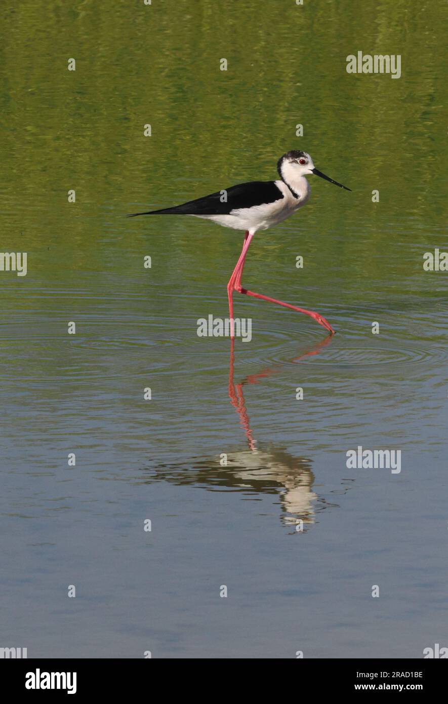 Stilt reflection in water hi-res stock photography and images - Alamy