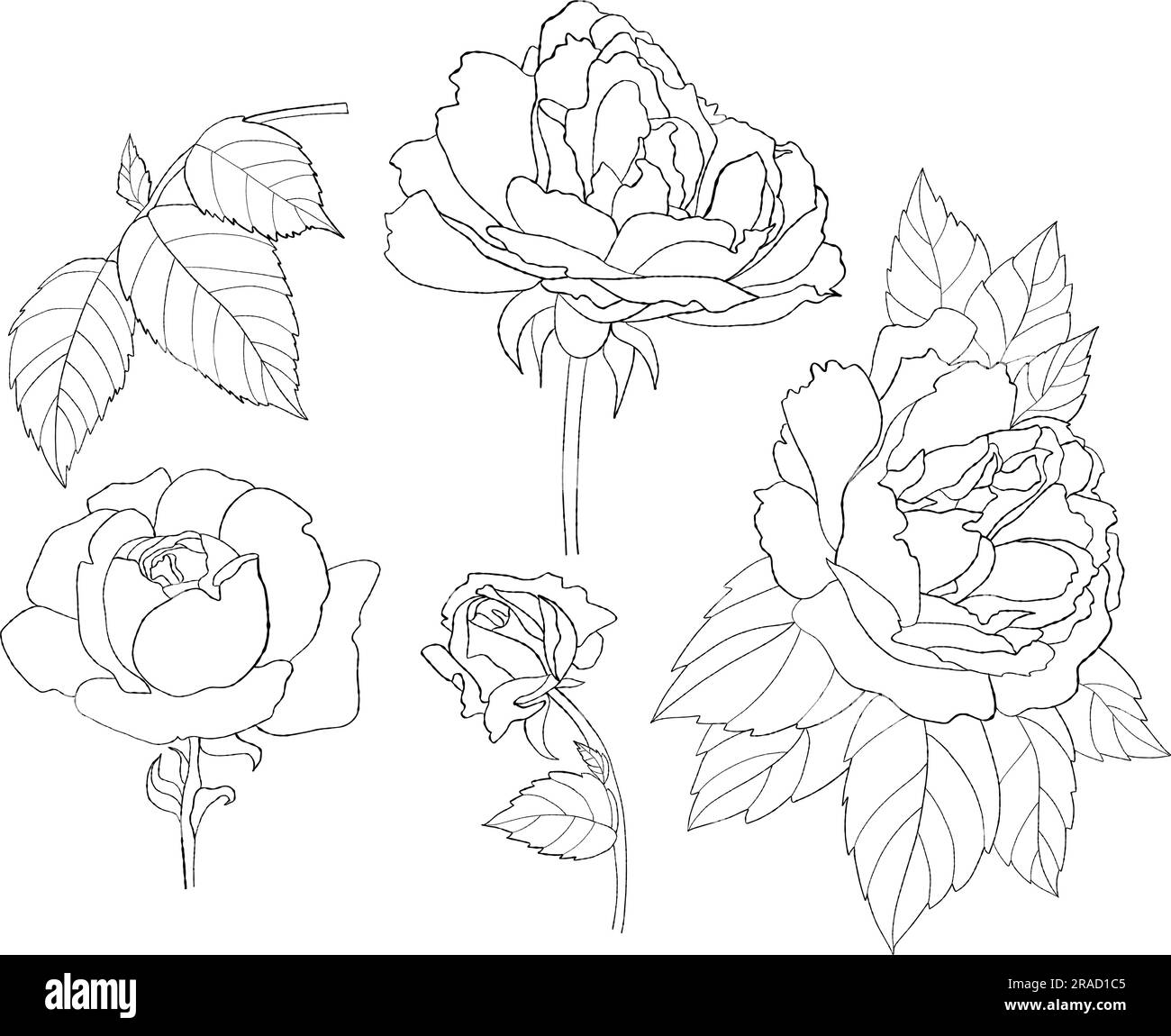 Collection garden flowers rose. Vector illustration. Isolated linear ...