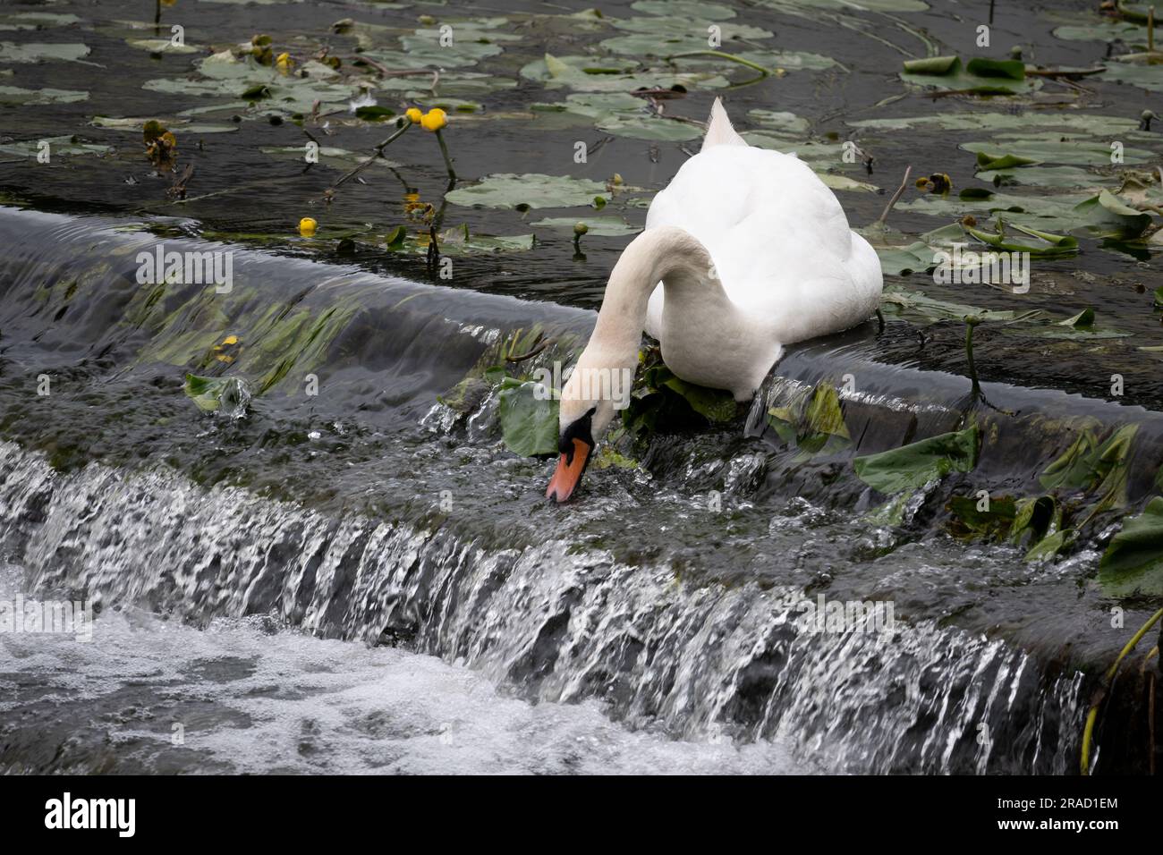 A Mute Swan at the River Leam weir, Princes Drive, Leamington Spa ...