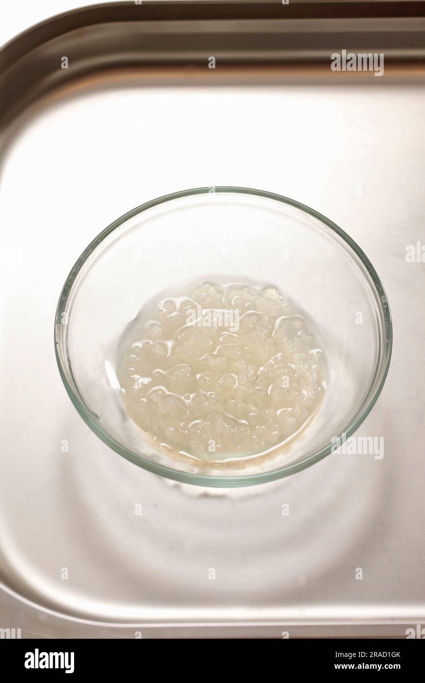 Kefir mushroom hi-res stock photography and images - Alamy