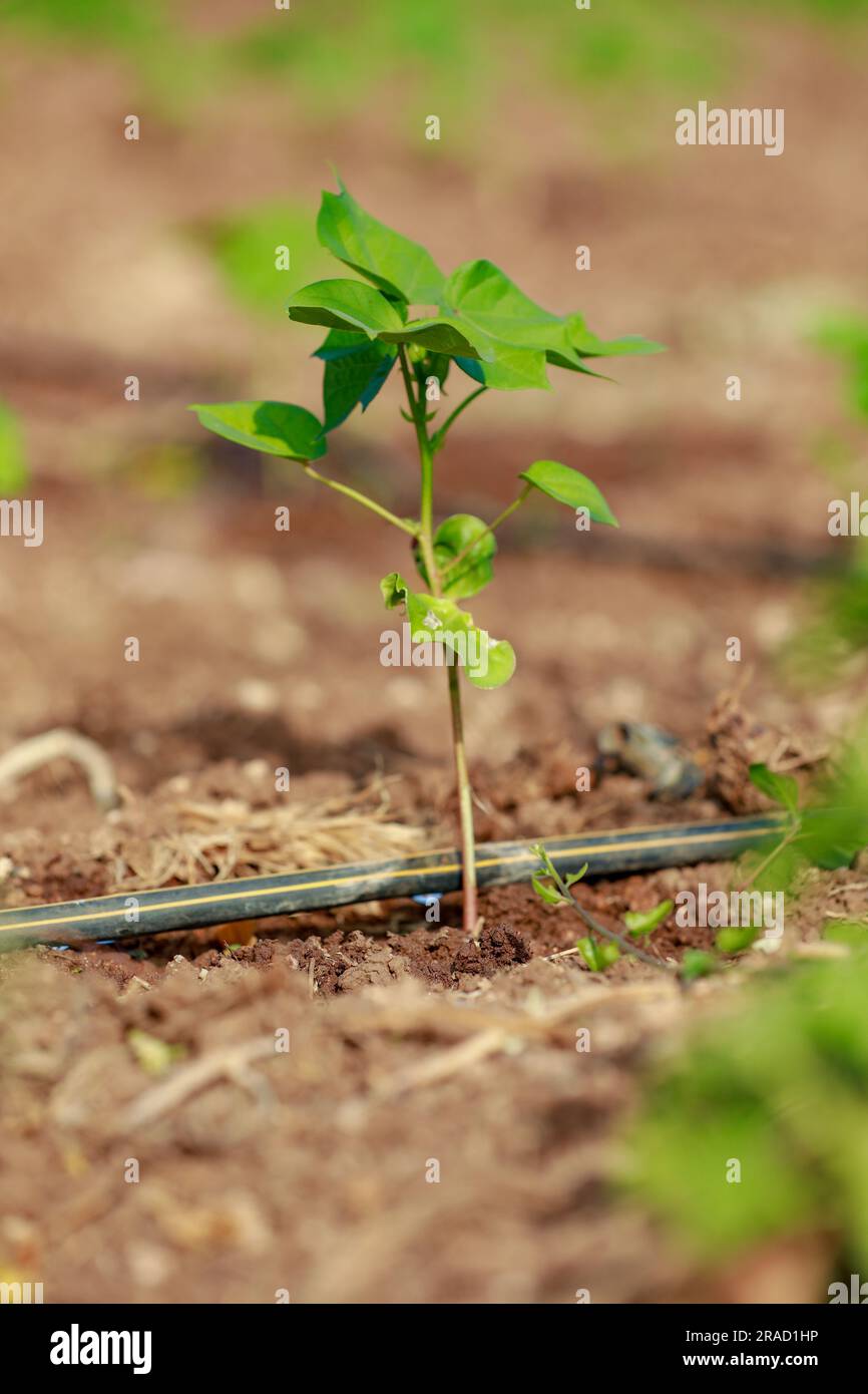 Indian farming cotton baby tree, small plant grow in farm Stock Photo ...