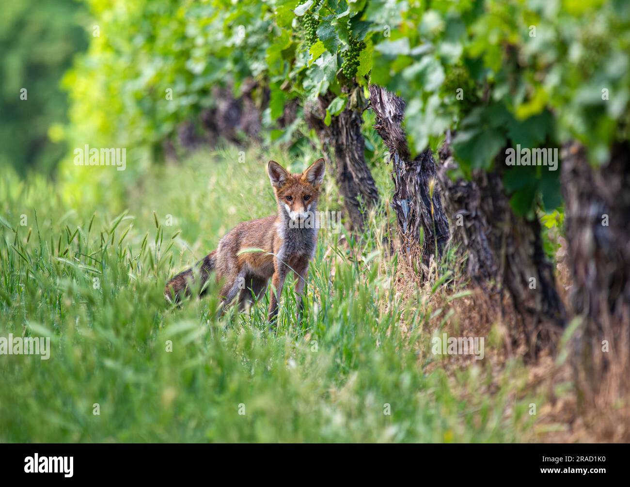 Red fox standing and looking at camera with attention in a vineyard ...