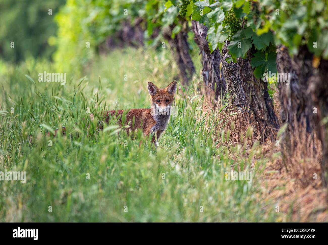 Red fox standing and looking at camera with attention in a vineyard ...
