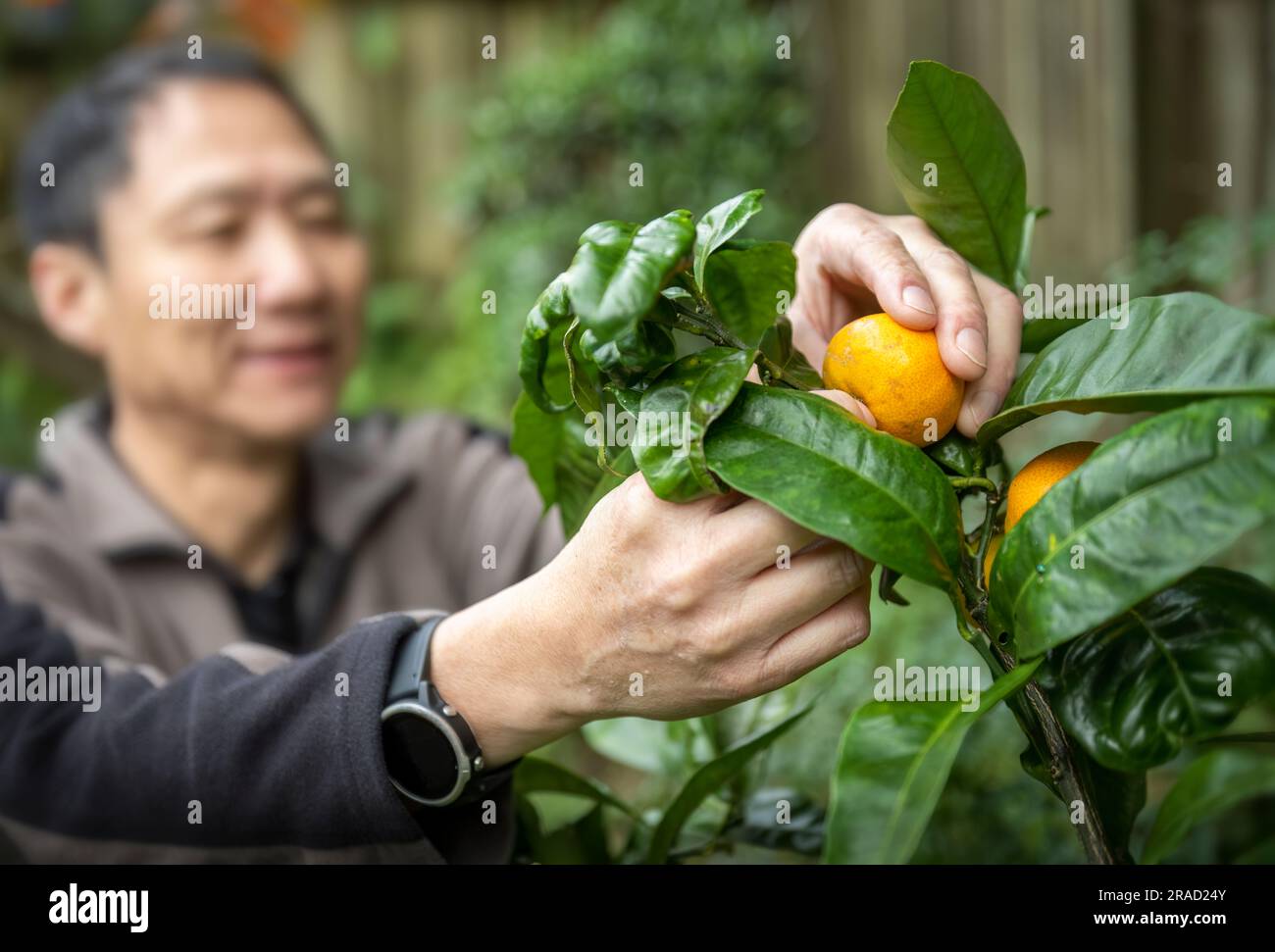 Home grow ripe mandarins on the tree, out-of-focus man picking mandarin ...