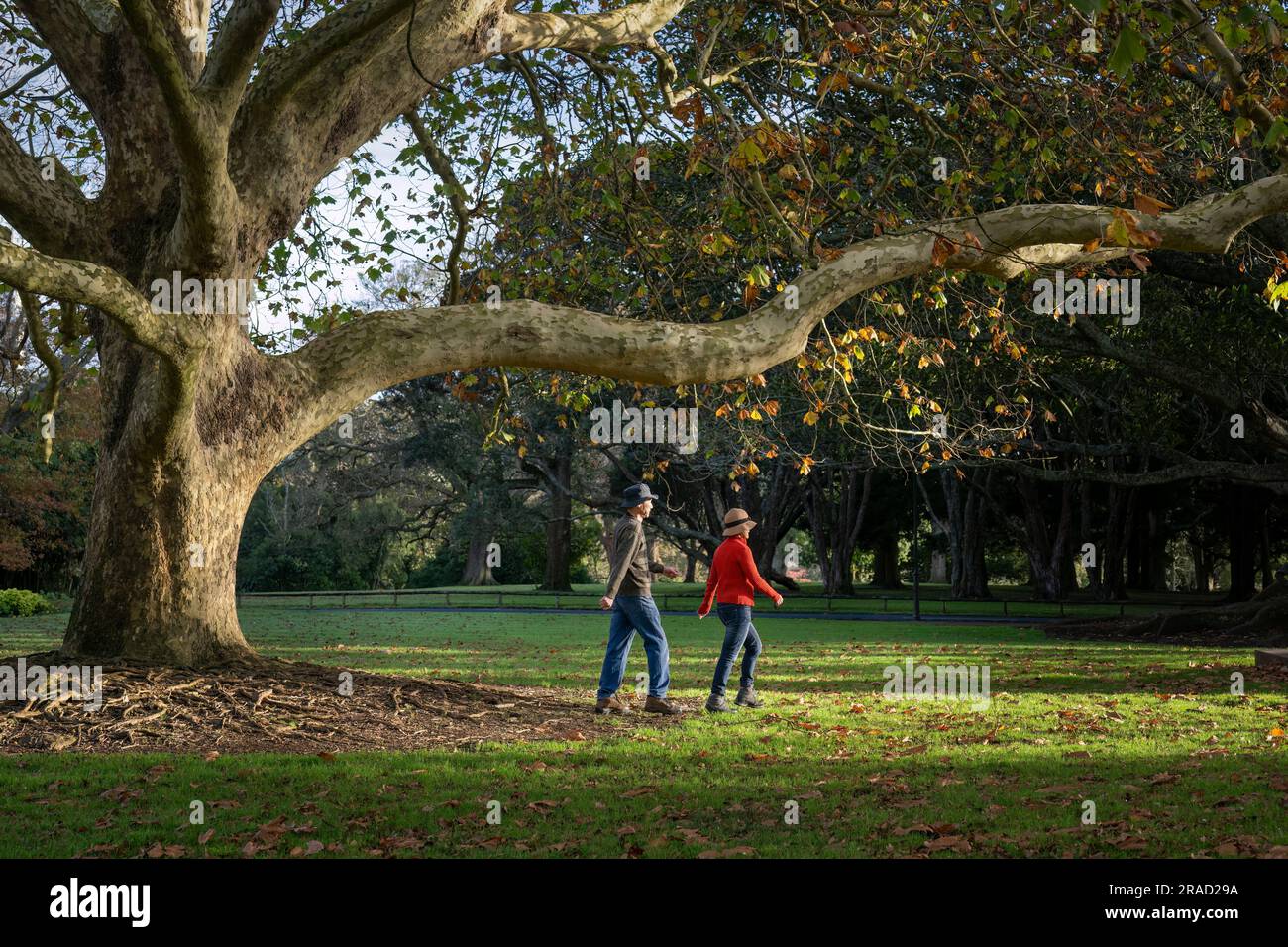 Couple walking under giant trees in autumn. Auckland Domain. Auckland ...