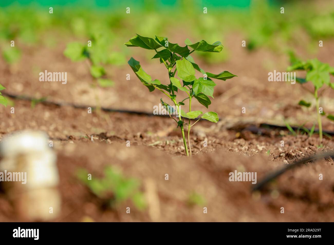 Indian farming cotton baby tree, small plant grow in farm Stock Photo ...