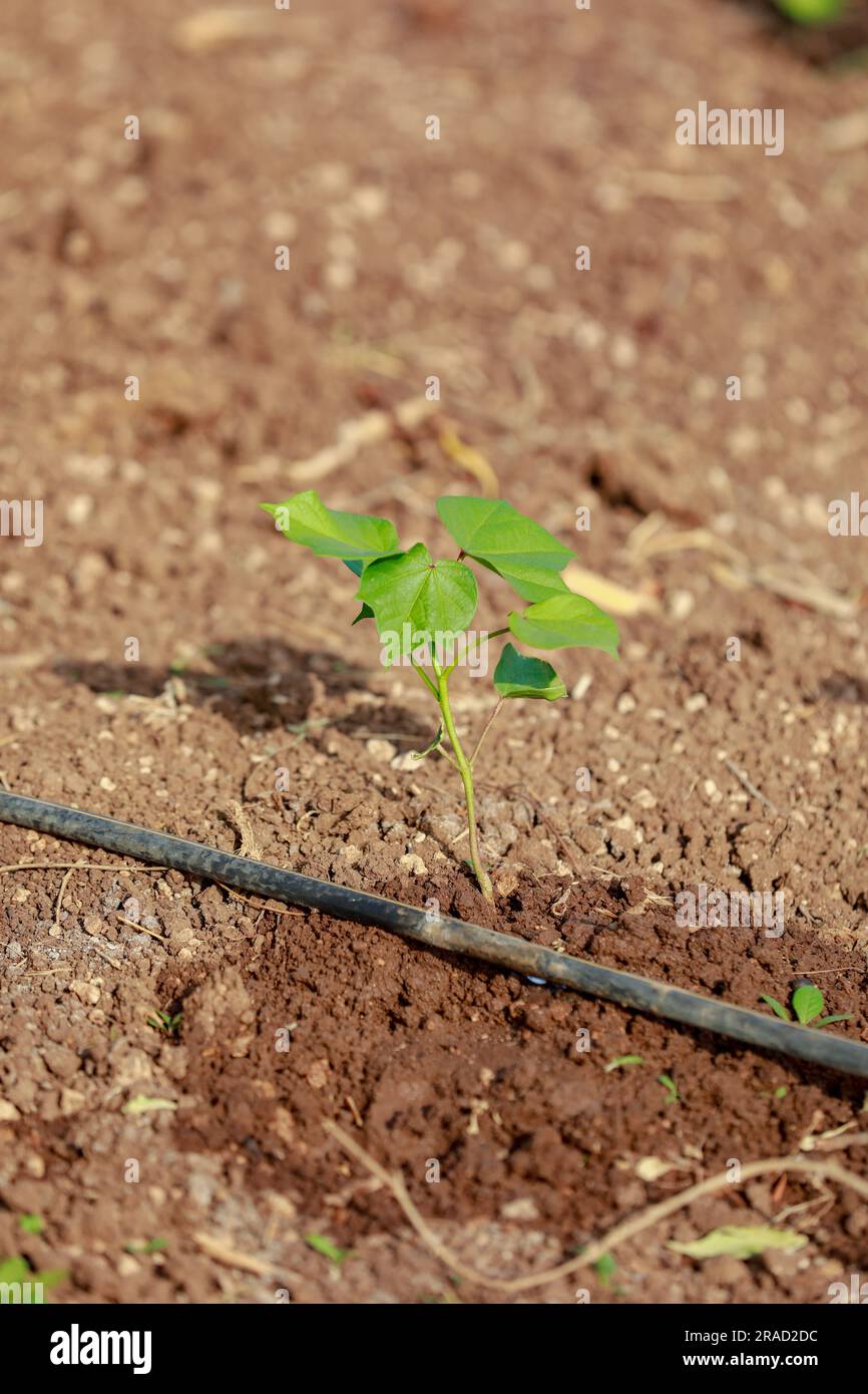 Indian farming cotton baby tree, small plant grow in farm Stock Photo ...