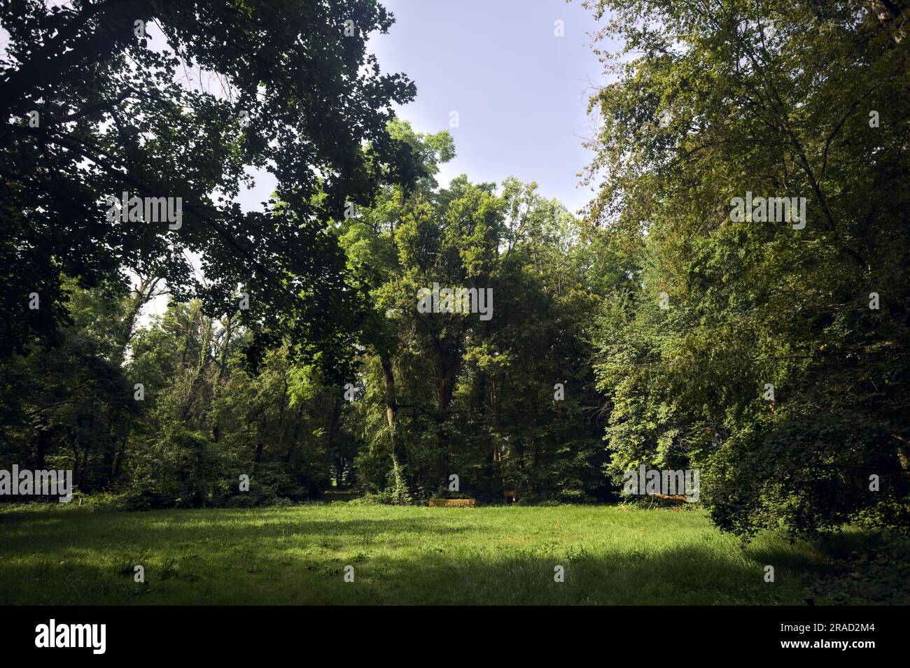 Lawn with splitting paths bordered by trees in a park on a sunny day in ...