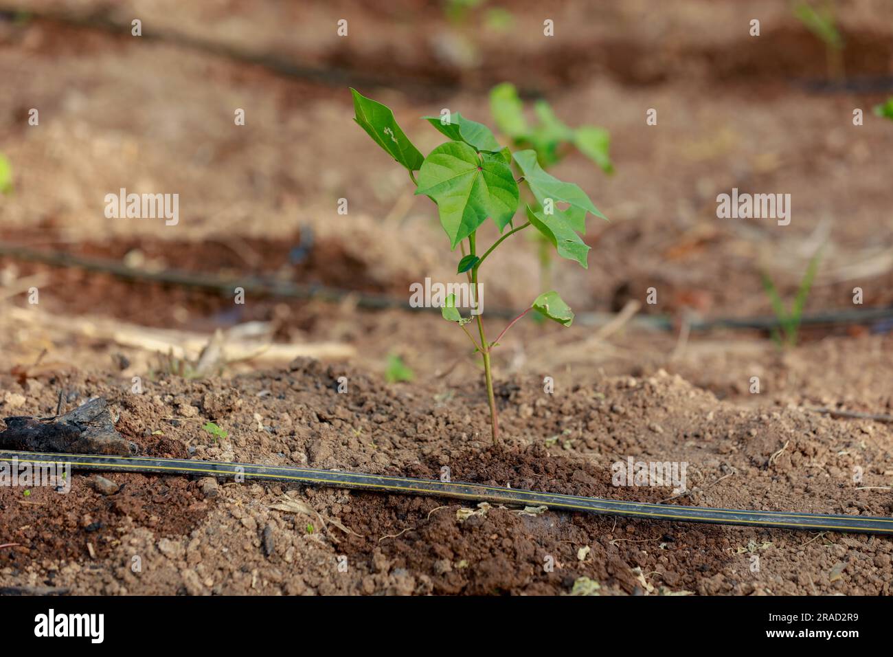Indian farming cotton baby tree, small plant grow in farm Stock Photo ...