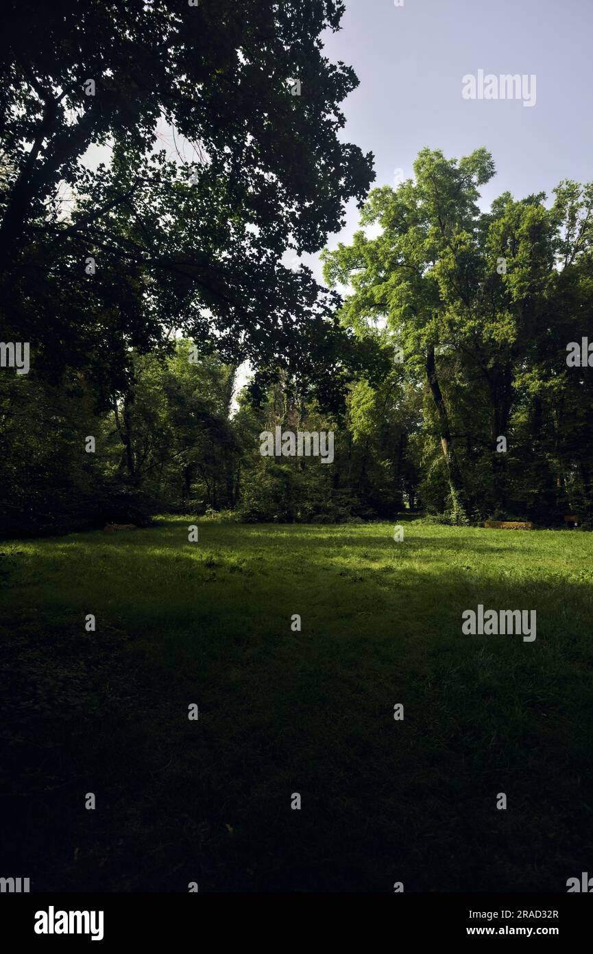 Lawn with splitting paths bordered by trees in a park on a sunny day in ...