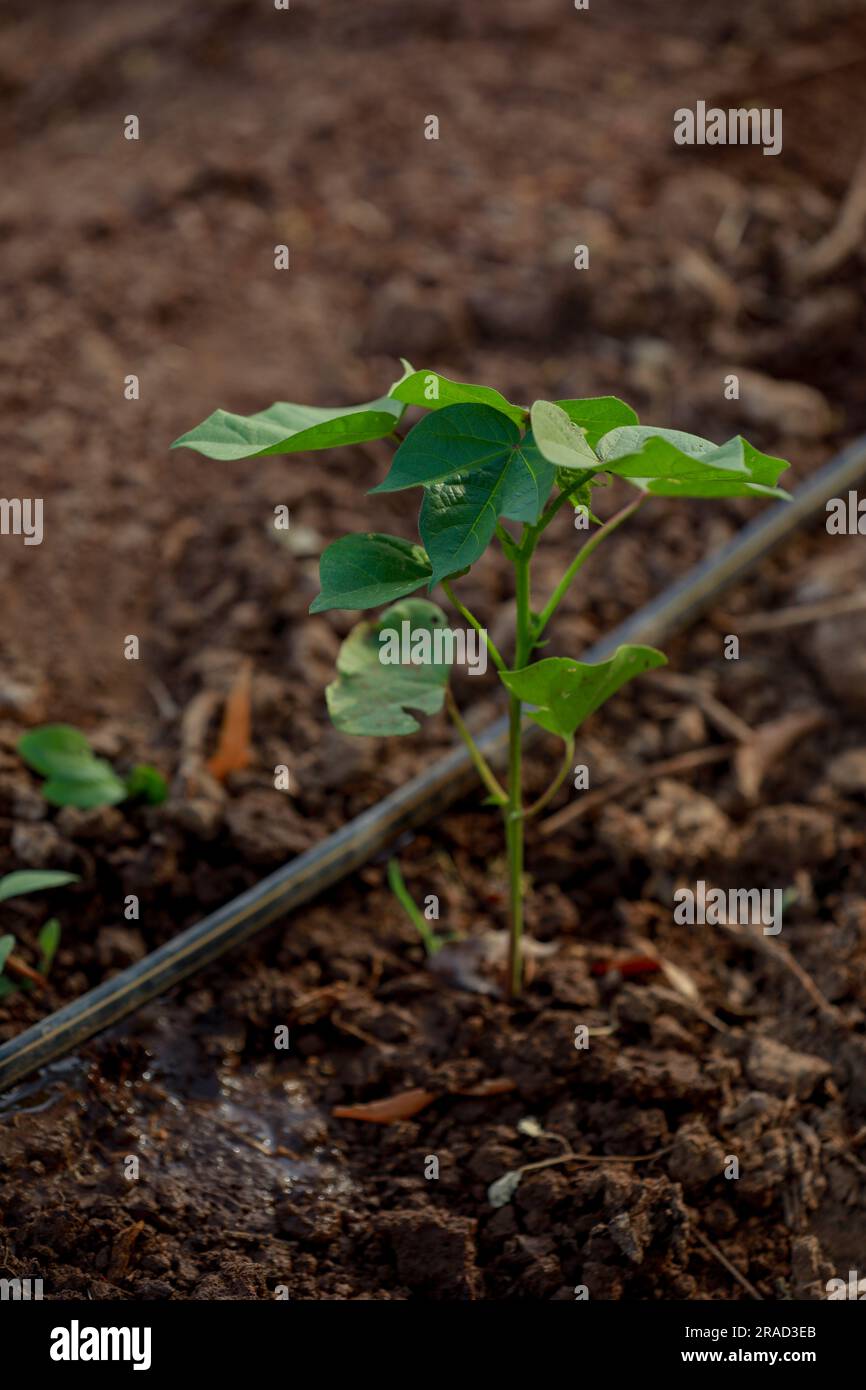 Cotton plant india hi-res stock photography and images - Alamy