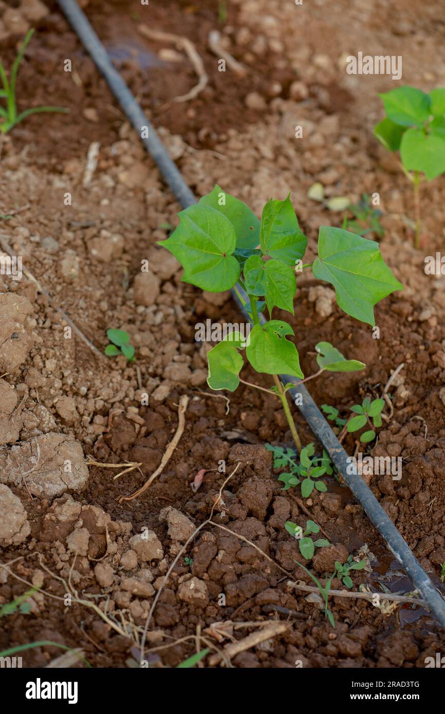 Indian farming cotton baby tree, small plant grow in farm Stock Photo ...