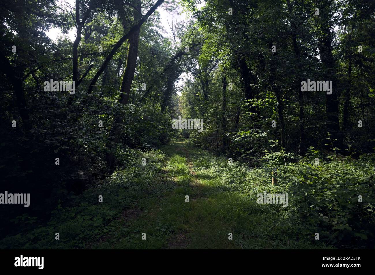 Grassy path in the shade on a sunny day in a forest in the italian ...
