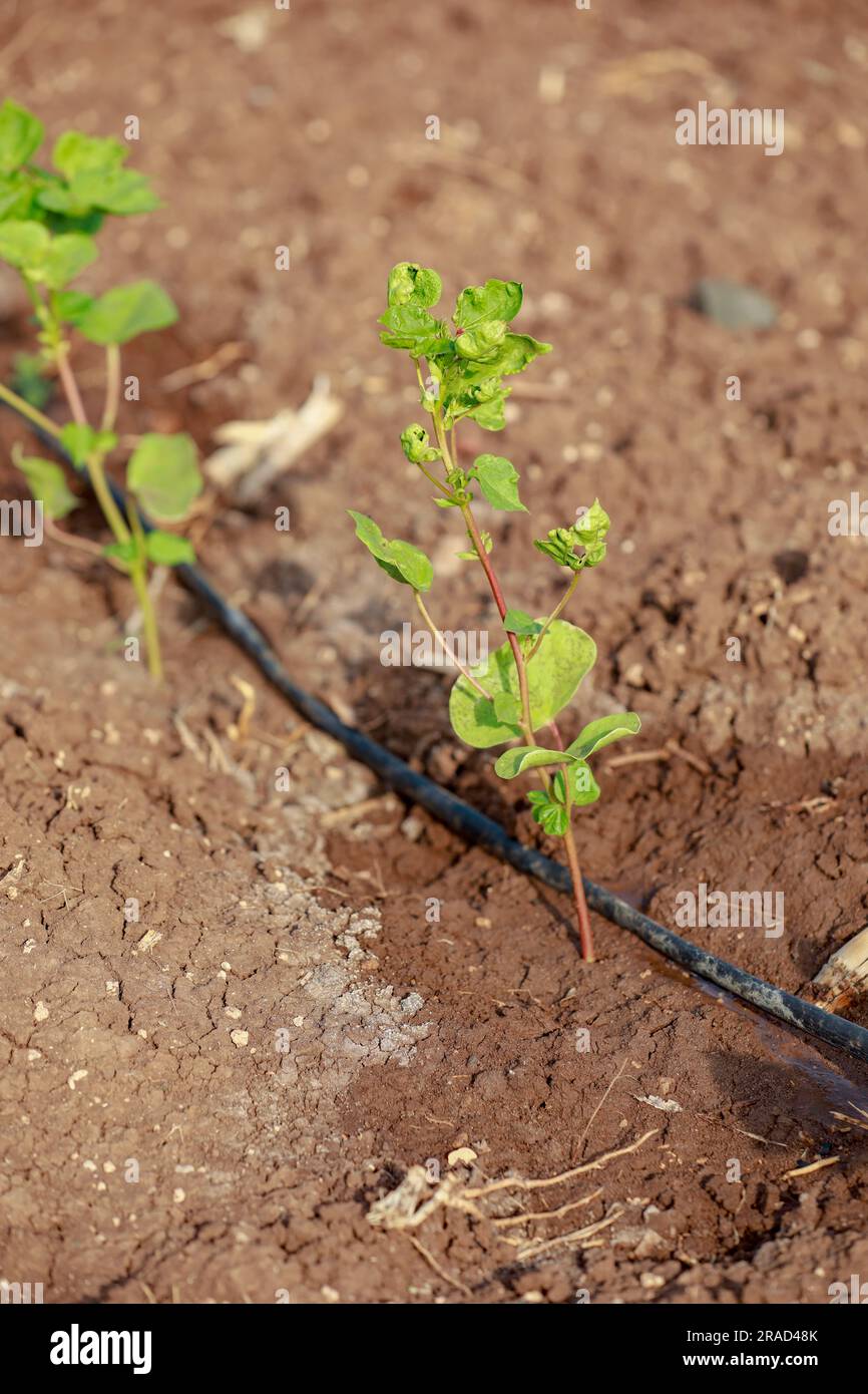 Indian farming cotton baby tree, small plant grow in farm Stock Photo ...