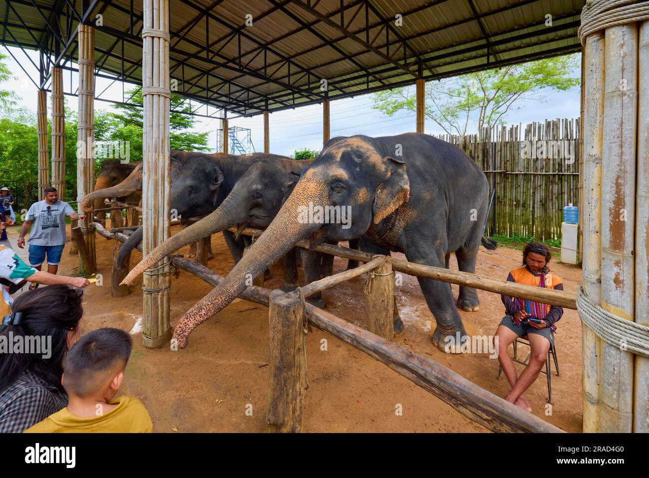 Phuke Thailand May 28, 2023. images from the Elephant Jungle sanctuary ...